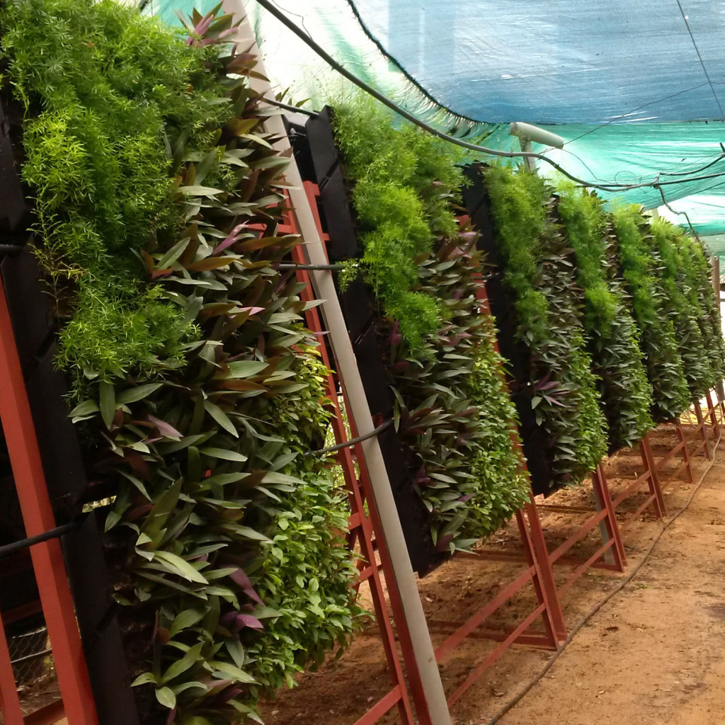 The living wall market is on the up