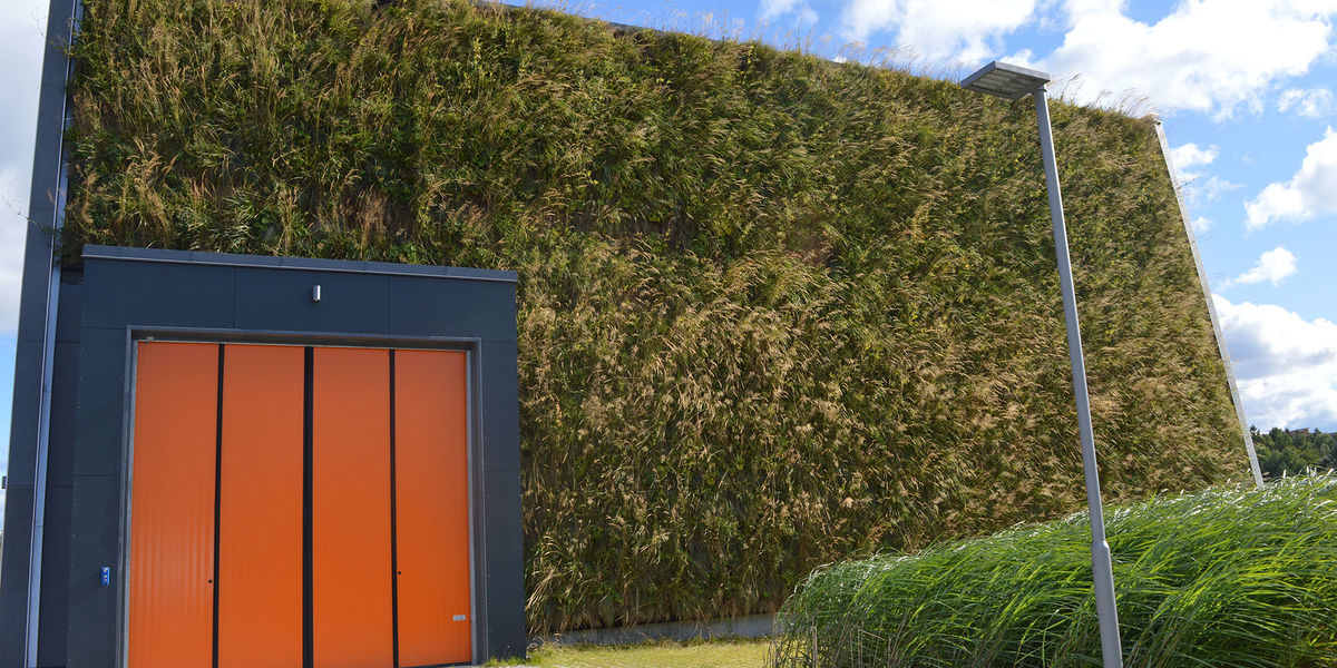 How to maintain living walls