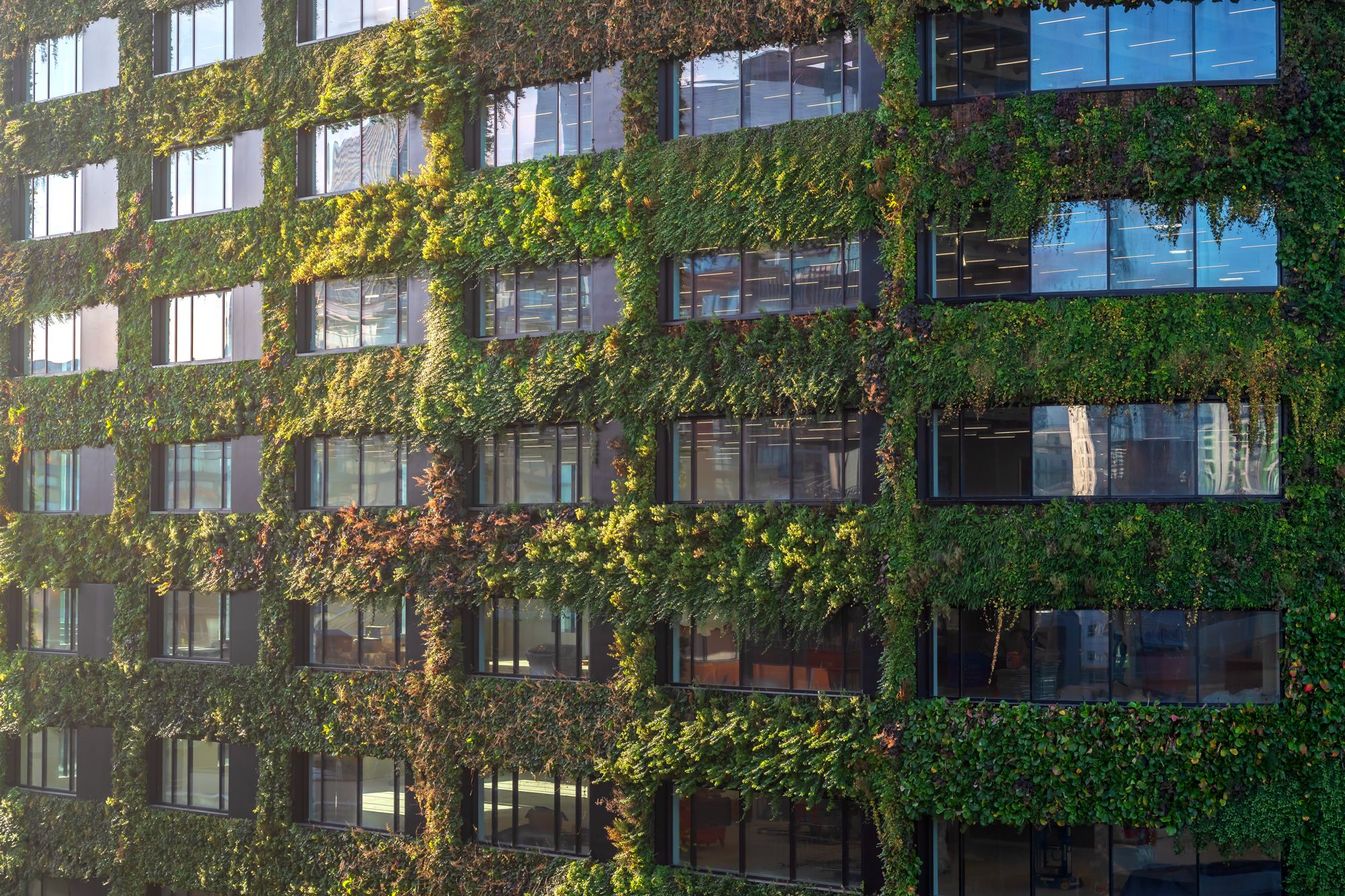 How Green Walls Improve Thermal Performance