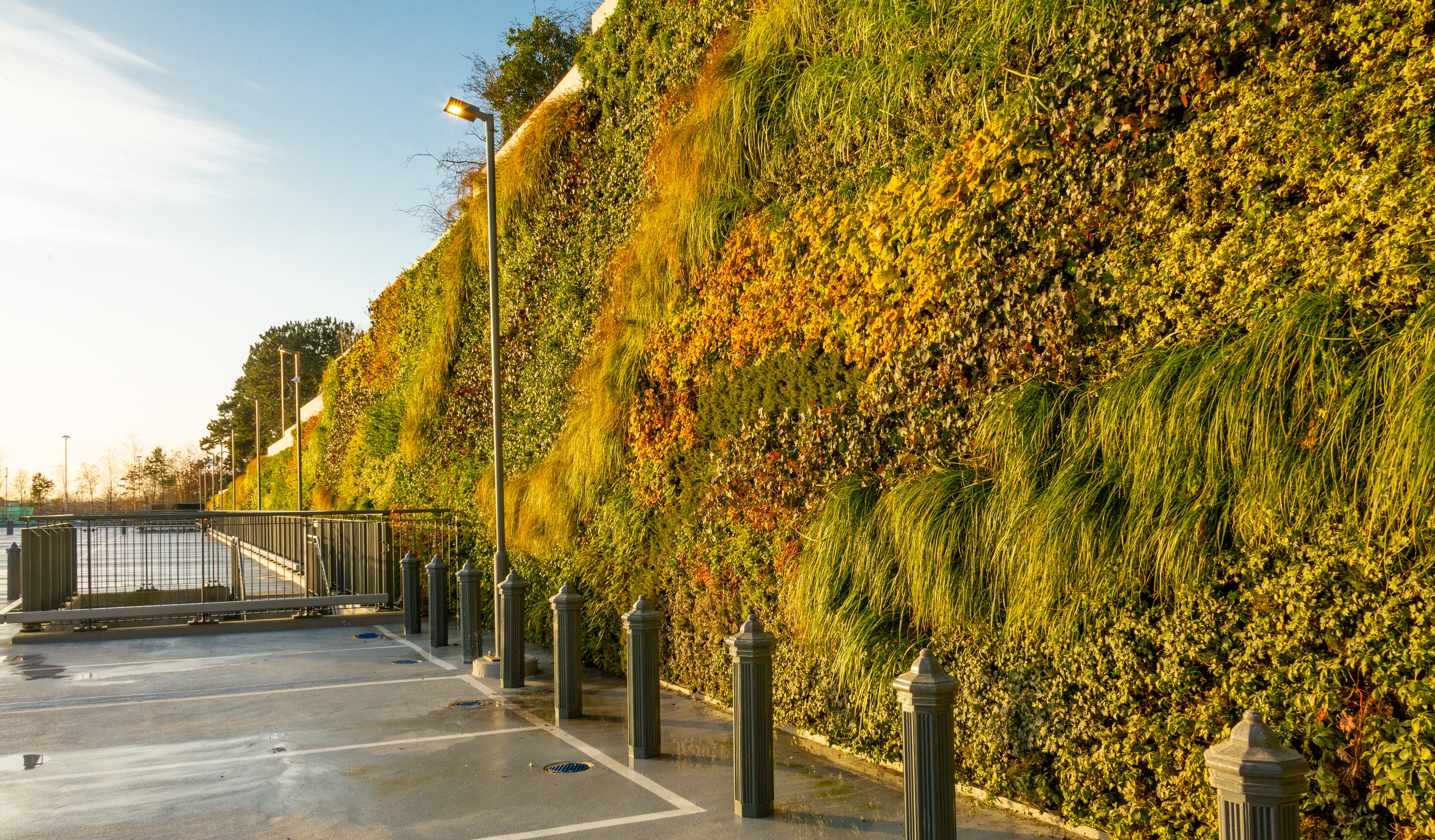 From cuttings to living wall: The Viritopia process of propagation