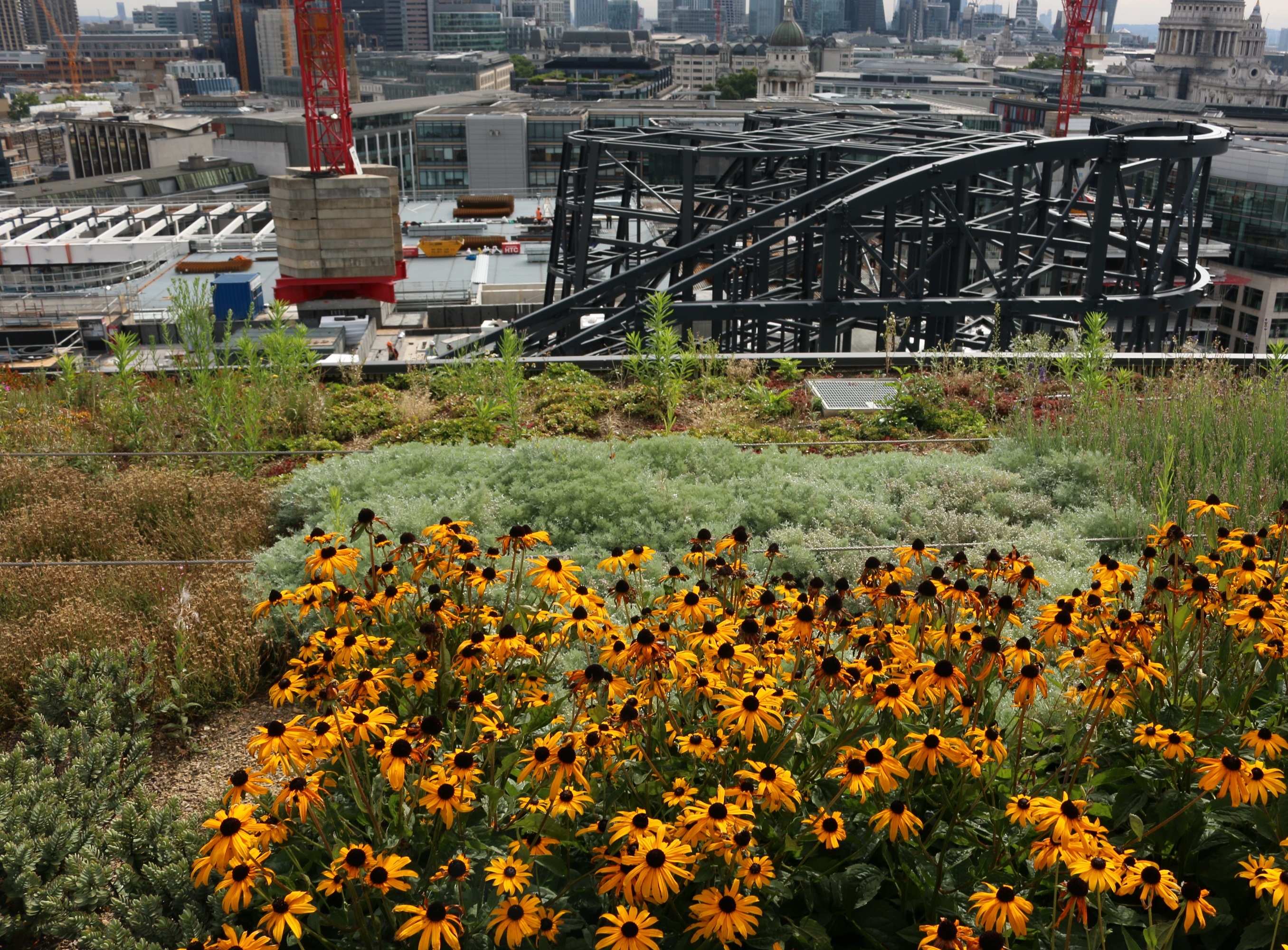 Living Wall & Green Roof Design Specialists | Viritopia